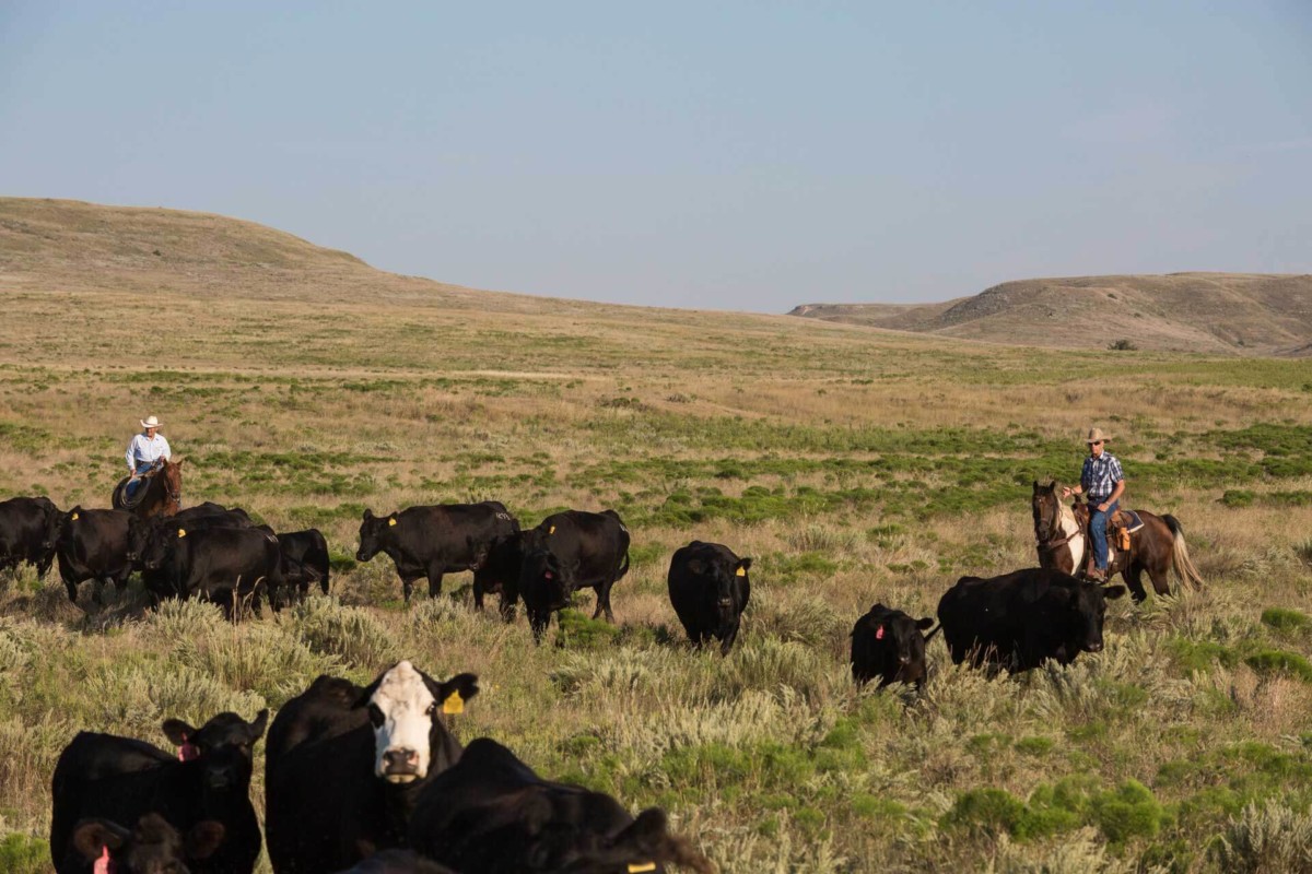 Q&A Roger Giles - NatureSource® Natural Beef